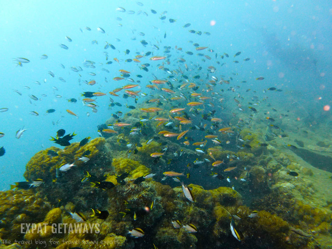 Top 5 Scuba Dives on the Great Barrier Reef